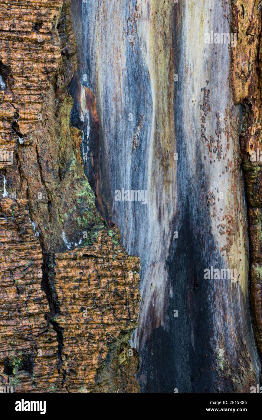 Abstract close-up patterns and textures in nature, simplifying ...