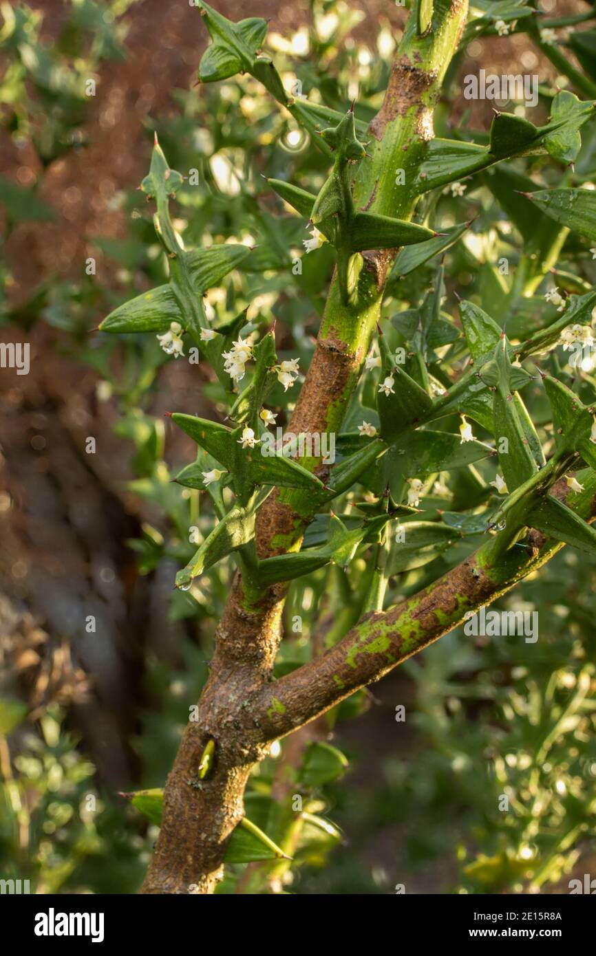 Striking Colletia Paradoxa plant and tiny white flowers Stock Photo - Alamy