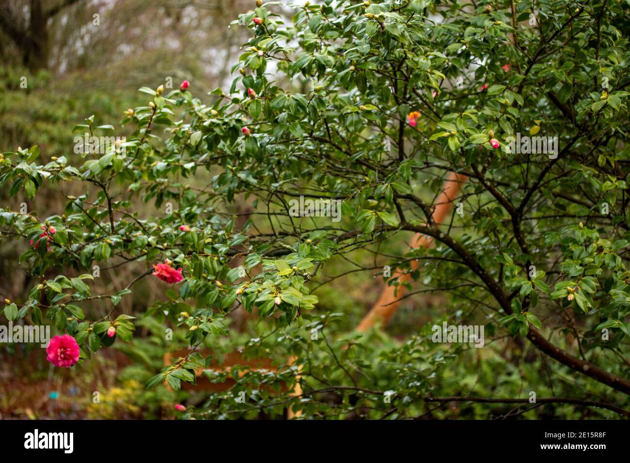 Camellia x Williamsii ‘ George Blandford’, natural plant portrait with ...