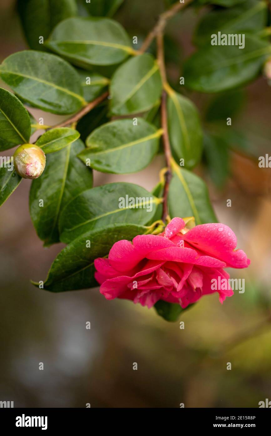 Camellia x Williamsii ‘ George Blandford’, natural plant portrait with ...