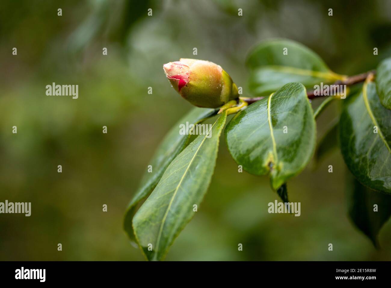 Camellia x Williamsii ‘ George Blandford’, natural plant portrait with ...