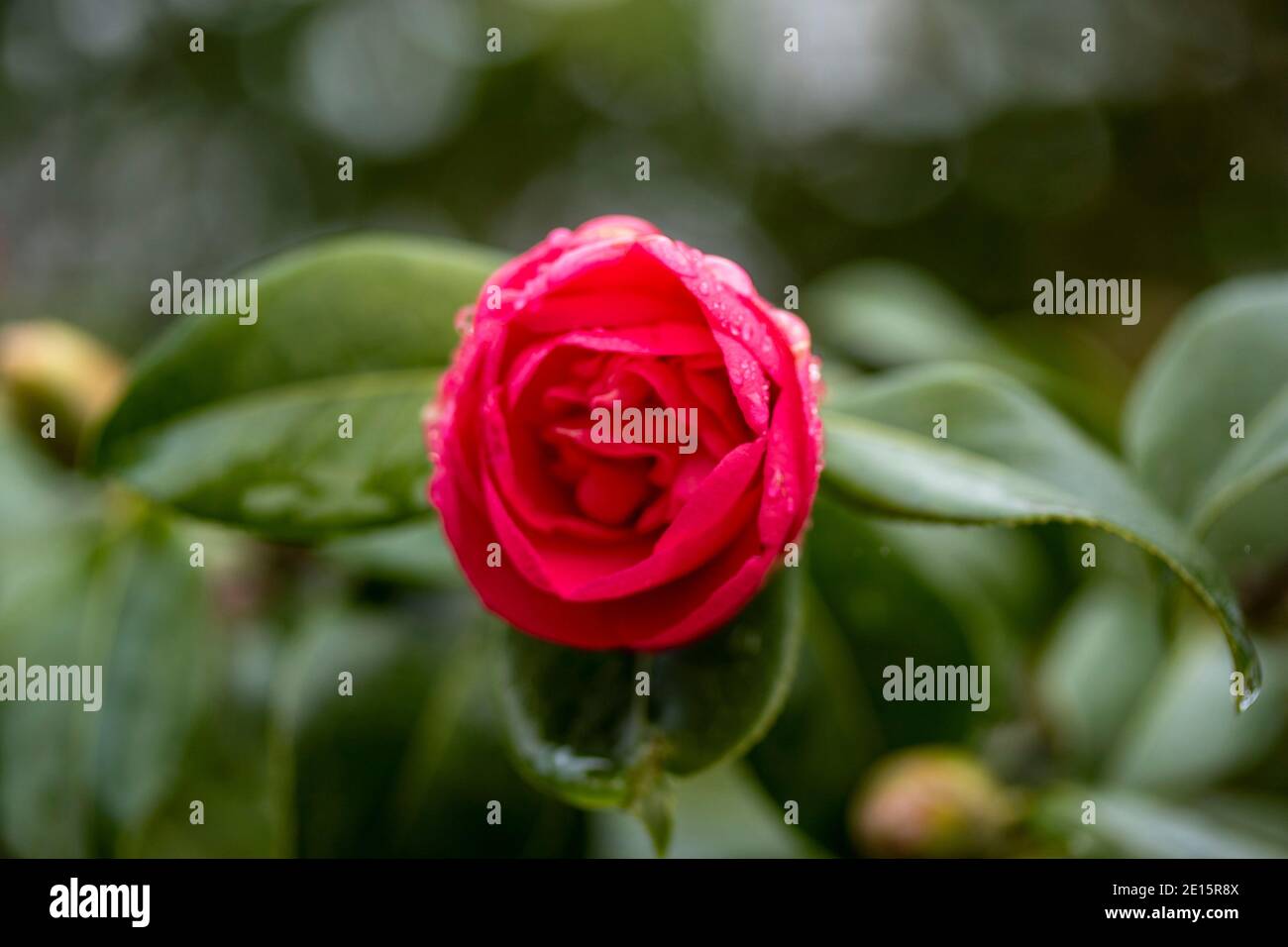 Camellia x Williamsii ‘ George Blandford’, natural plant portrait with ...