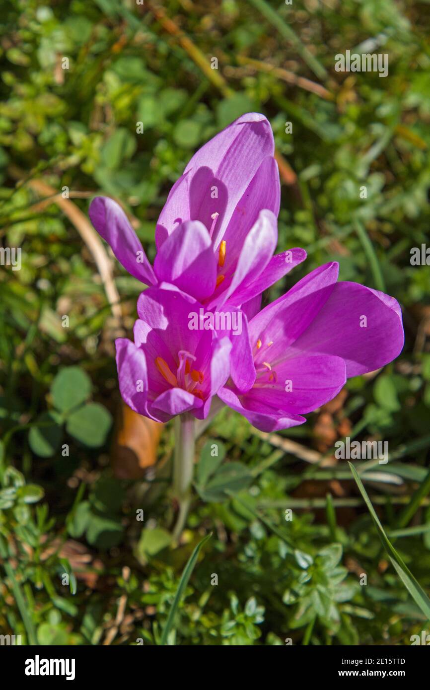 The Autumn Crocus Blooms In Late Summer To Autumn And Is One Of The ...