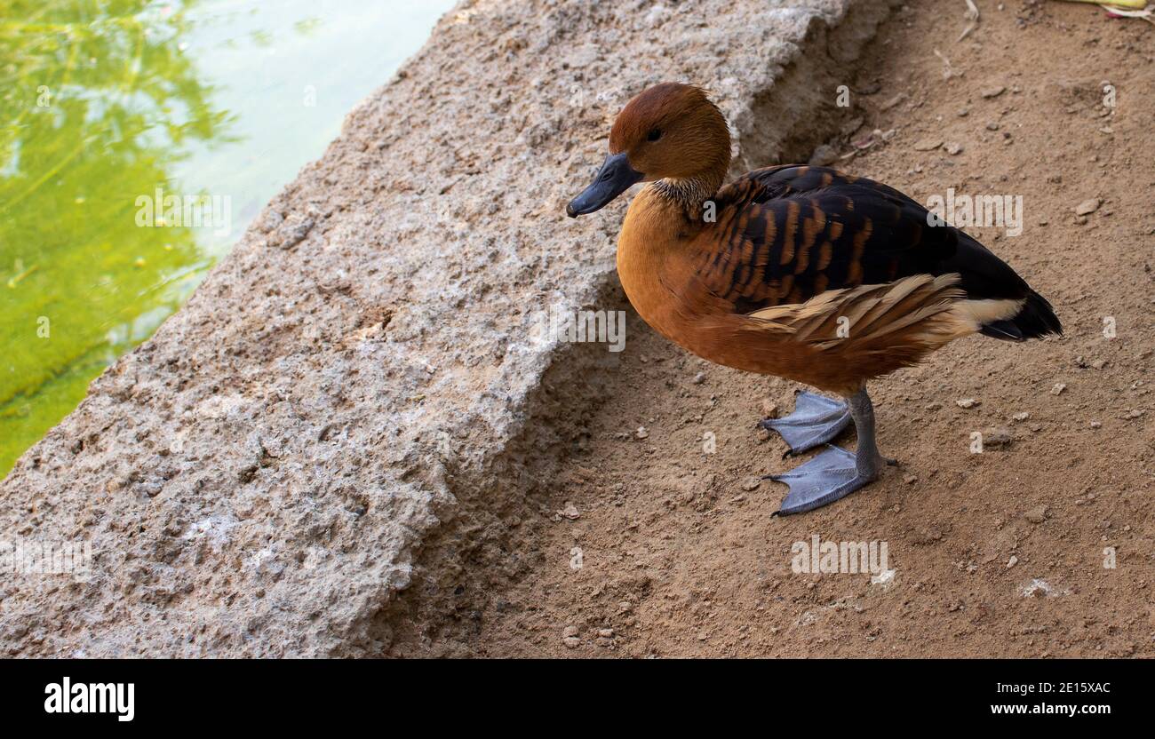 Duck shank hi-res stock photography and images - Alamy