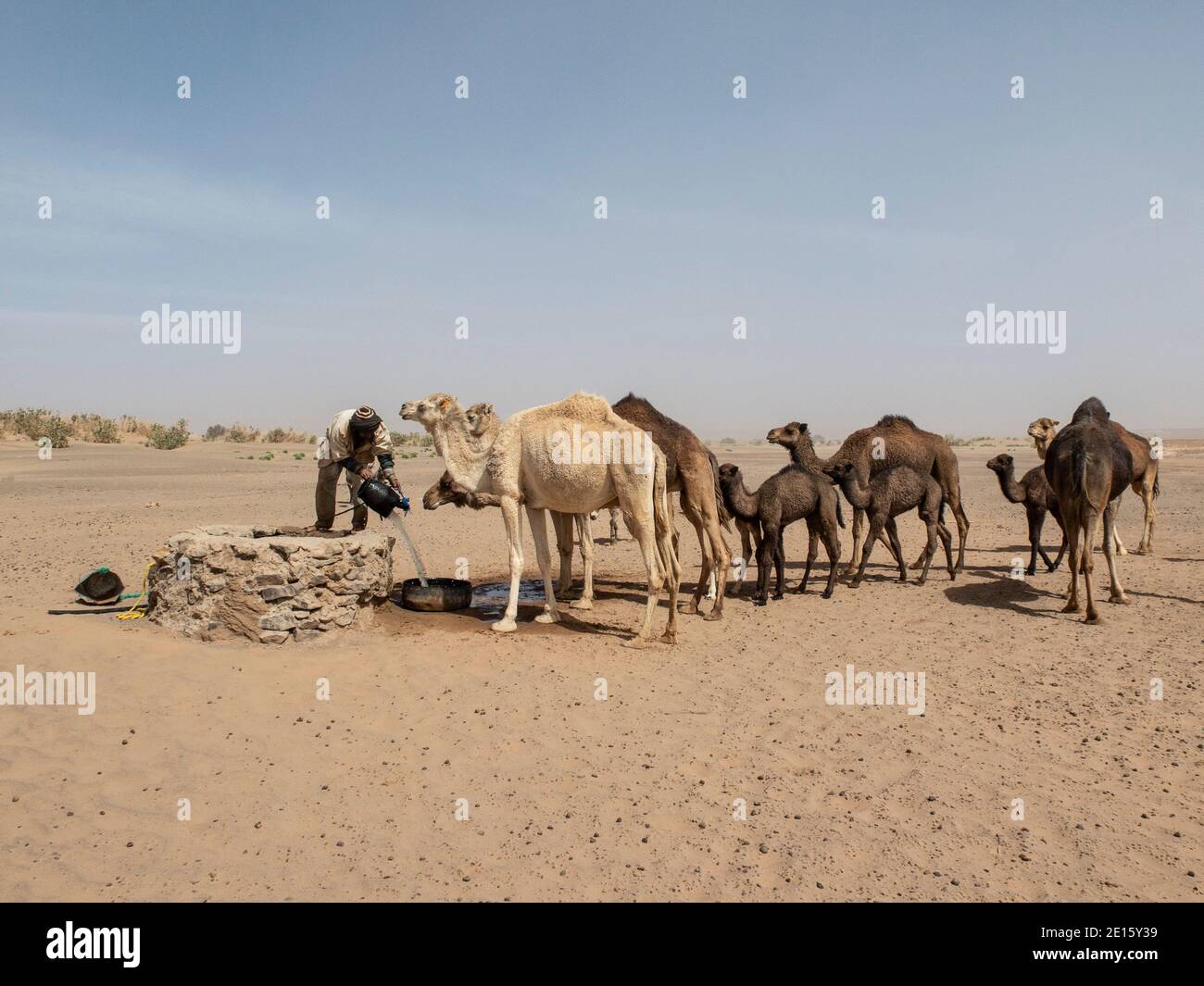 Camels drinking water from a well in the desert in Sahara Stock Photo ...