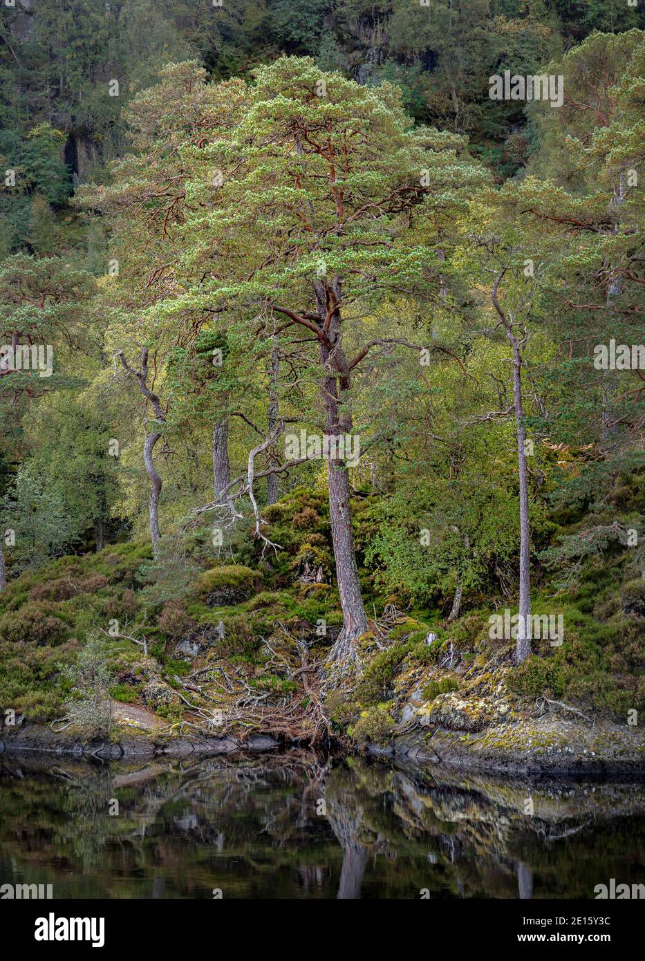 Western Highlands, Scotland: River Farrar and ancient Caledonian pine ...