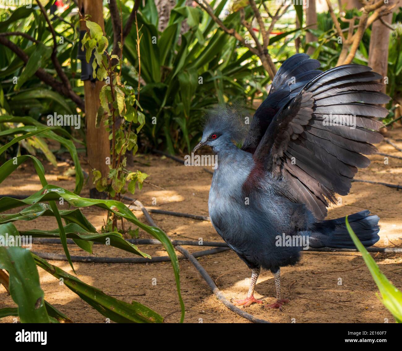 Victoria bird tree nest hi-res stock photography and images - Alamy