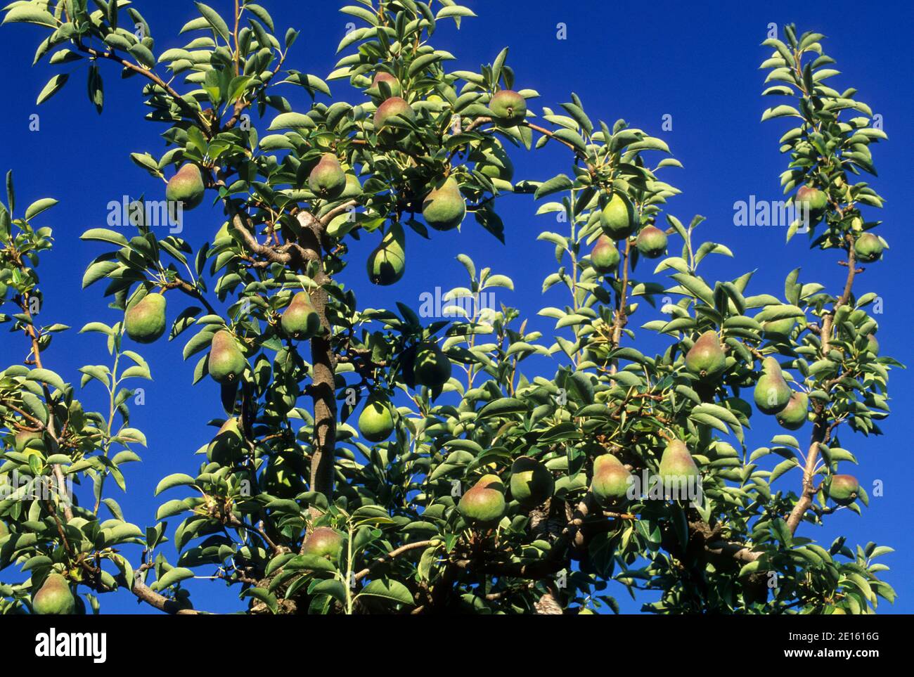 Hood pear hi-res stock photography and images - Alamy
