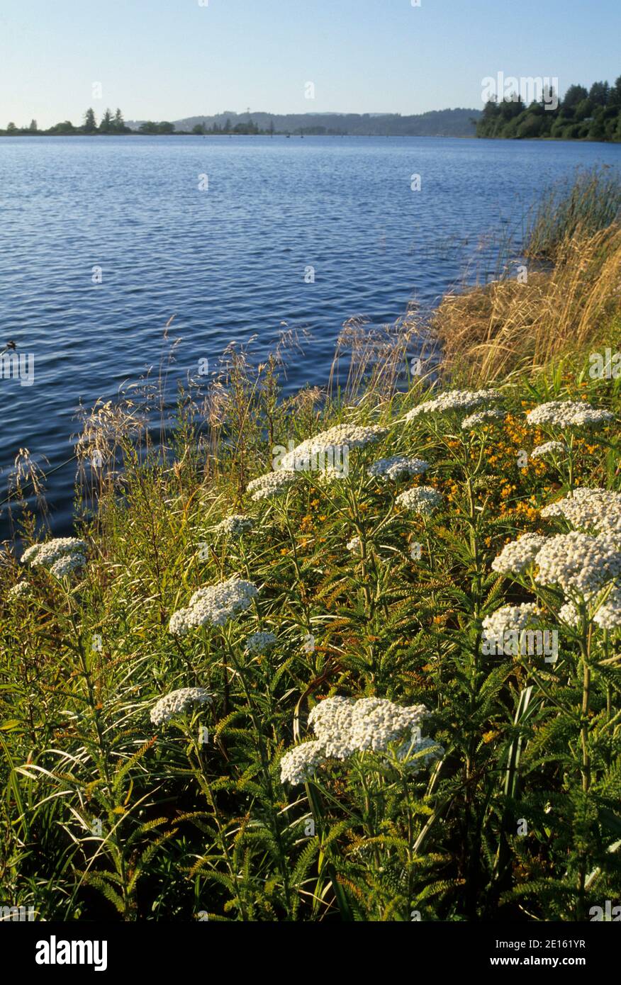 Youngs River Bay with western yarrow, Astoria, Oregon Stock Photo - Alamy