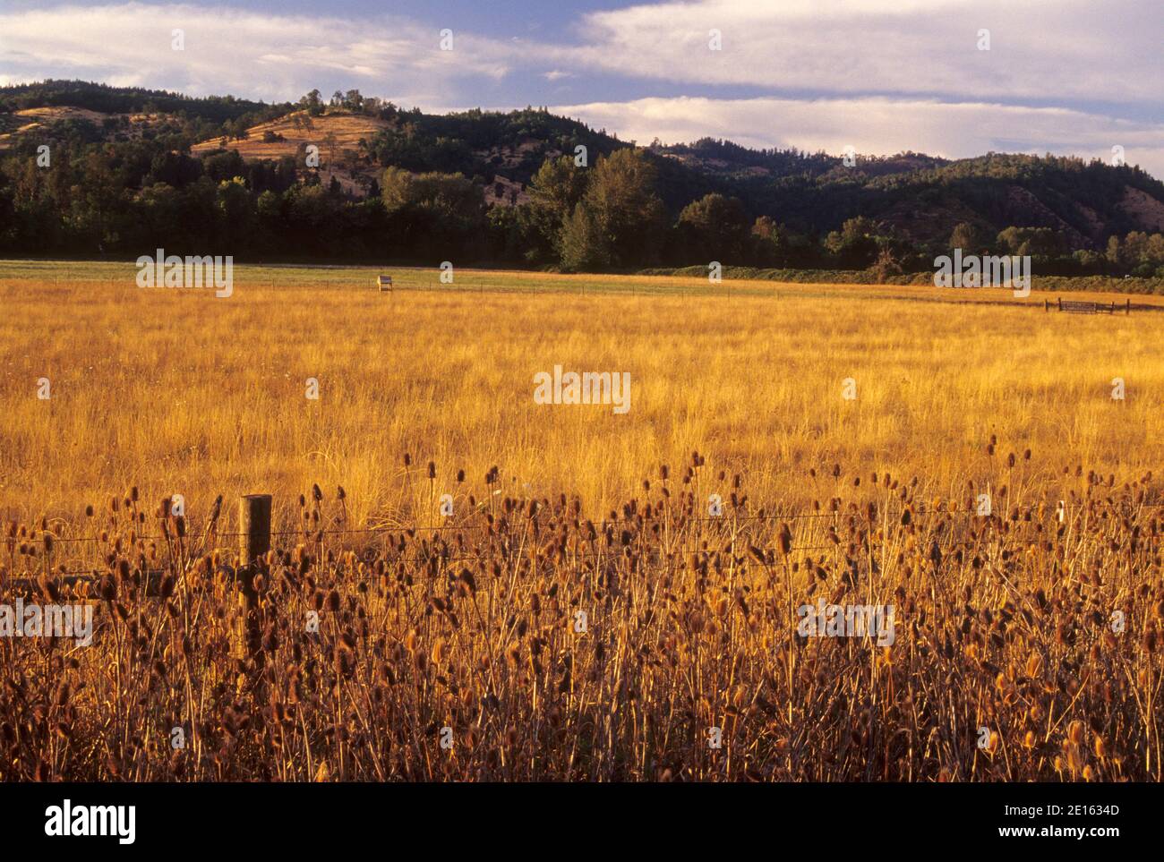 Grass rangeland in South Umpqua River valley, Myrtle Creek Canyonville ...