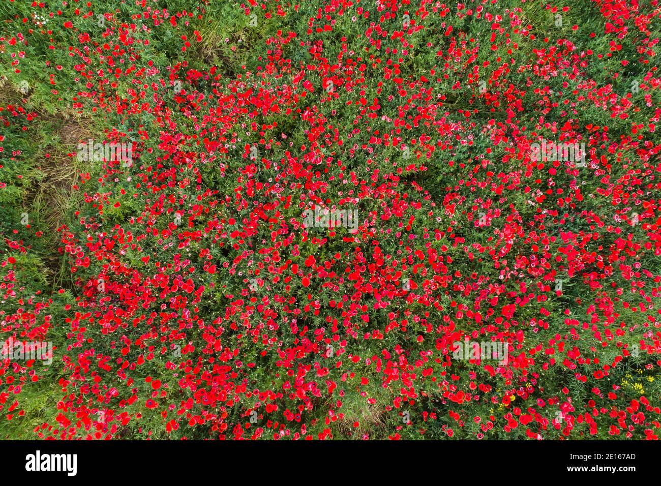aerial view of red poppy field Stock Photo - Alamy