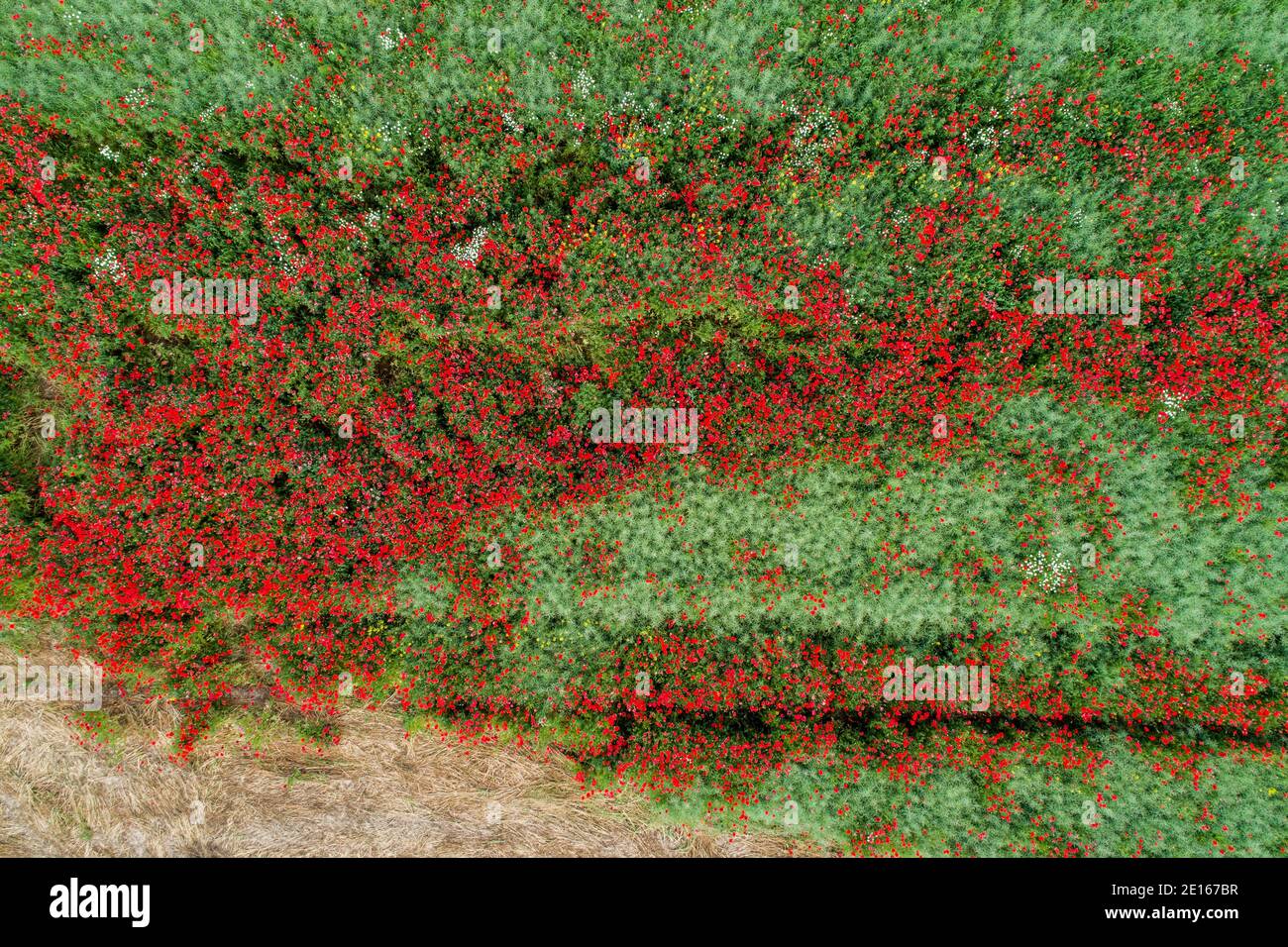 aerial view of red poppy field Stock Photo - Alamy