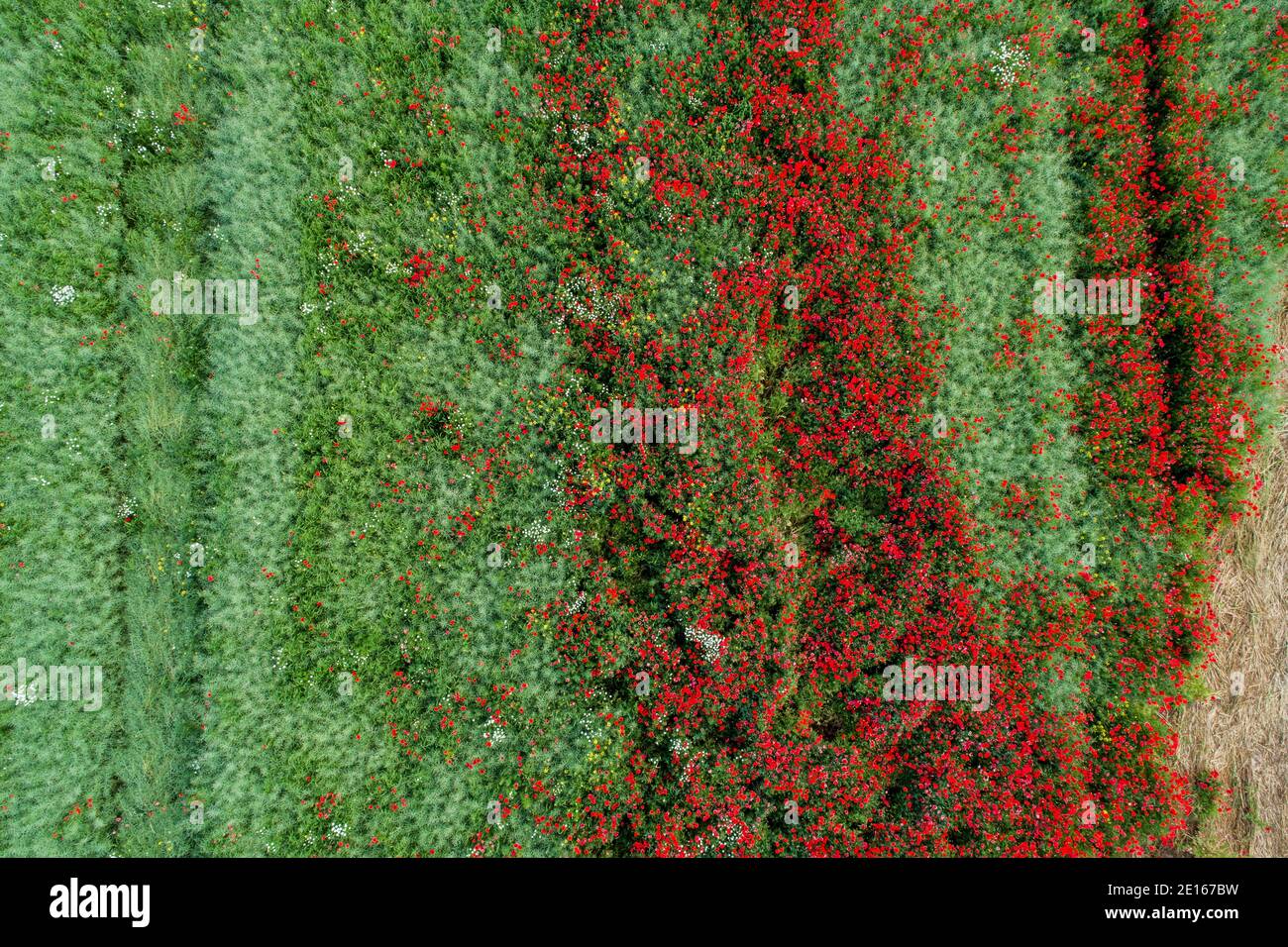 aerial view of red poppy field Stock Photo - Alamy
