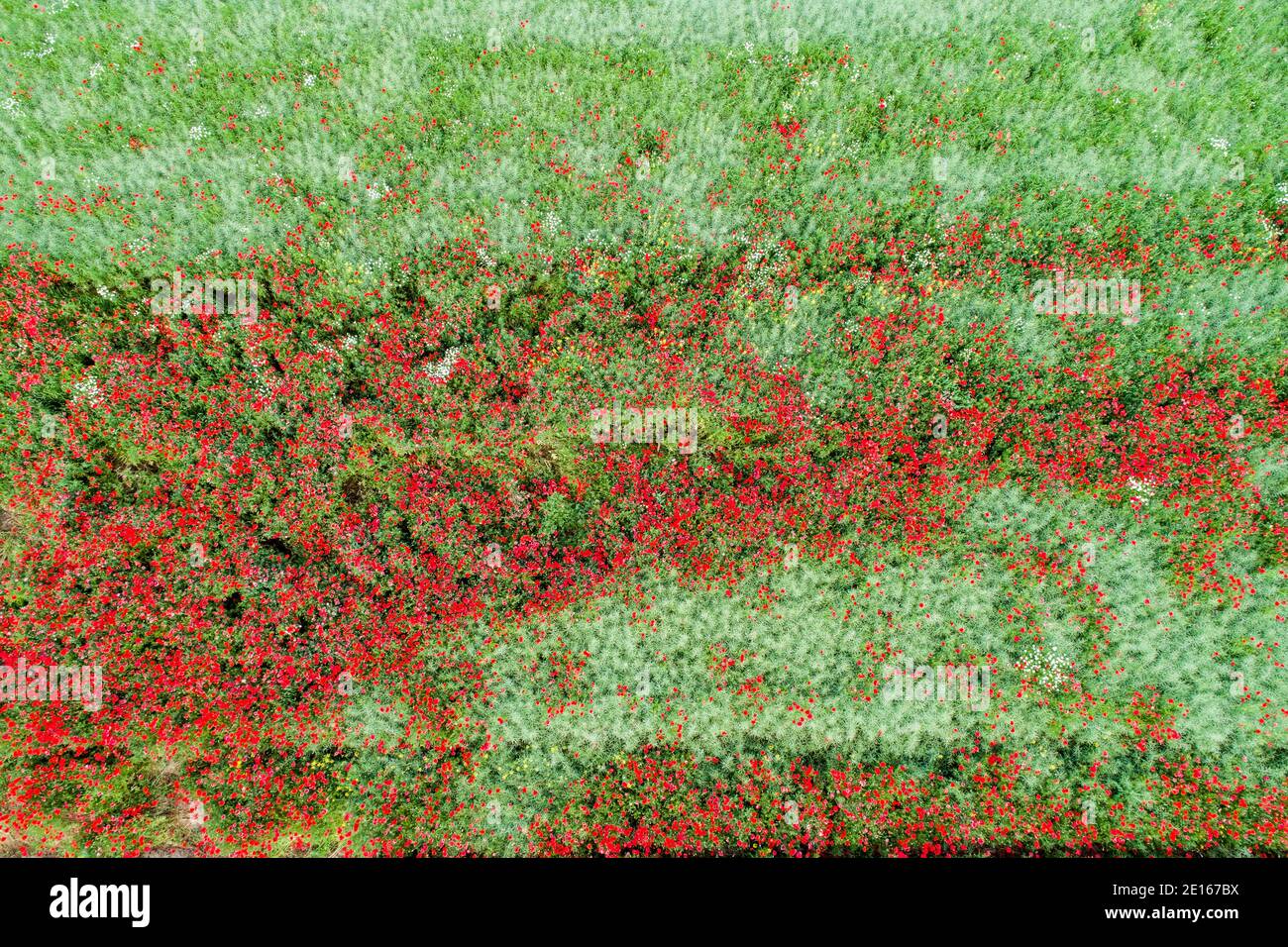 aerial view of red poppy field Stock Photo - Alamy