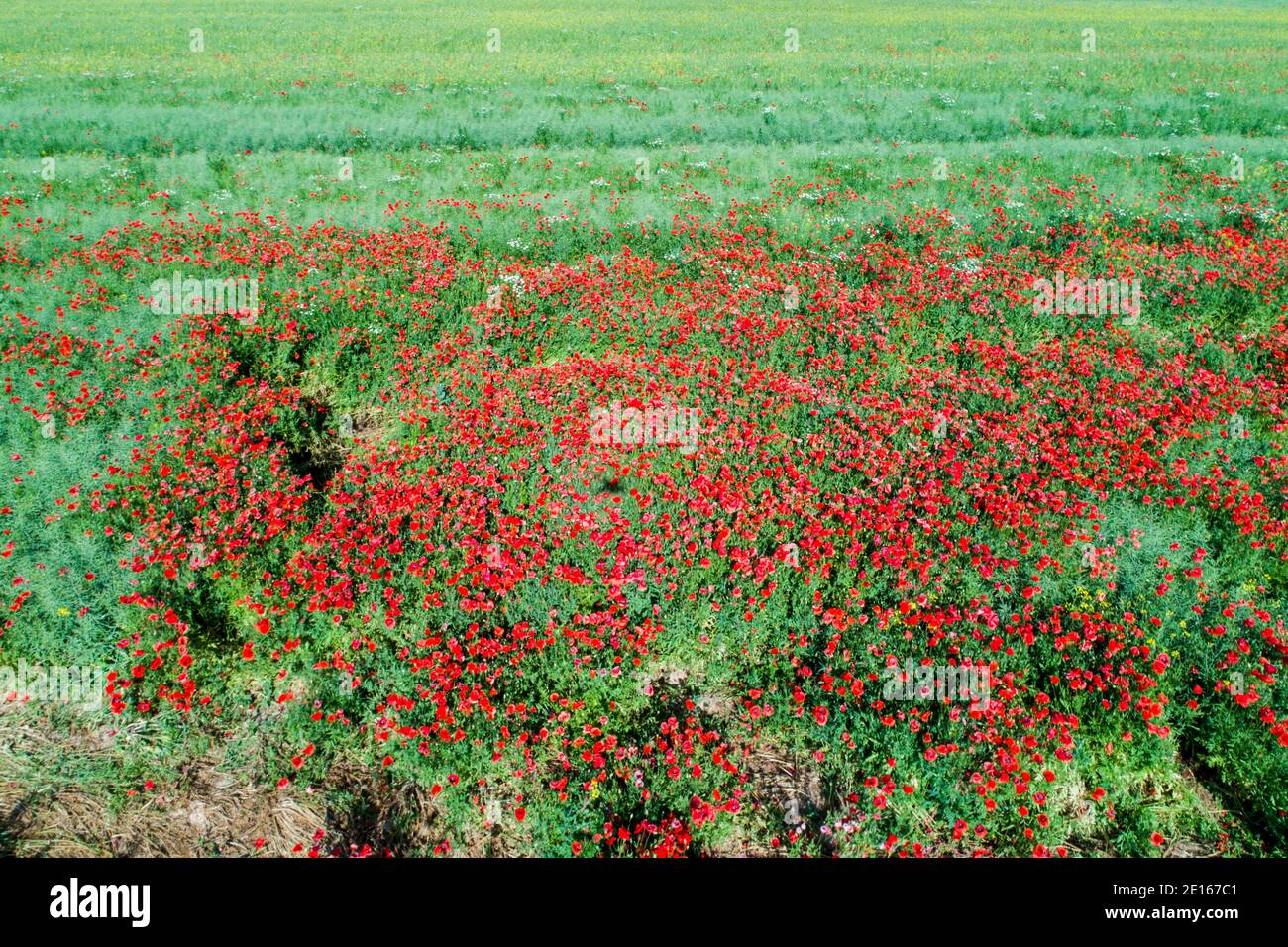aerial view of red poppy field Stock Photo - Alamy aerial view of red poppy field Stock Photo - Alamy