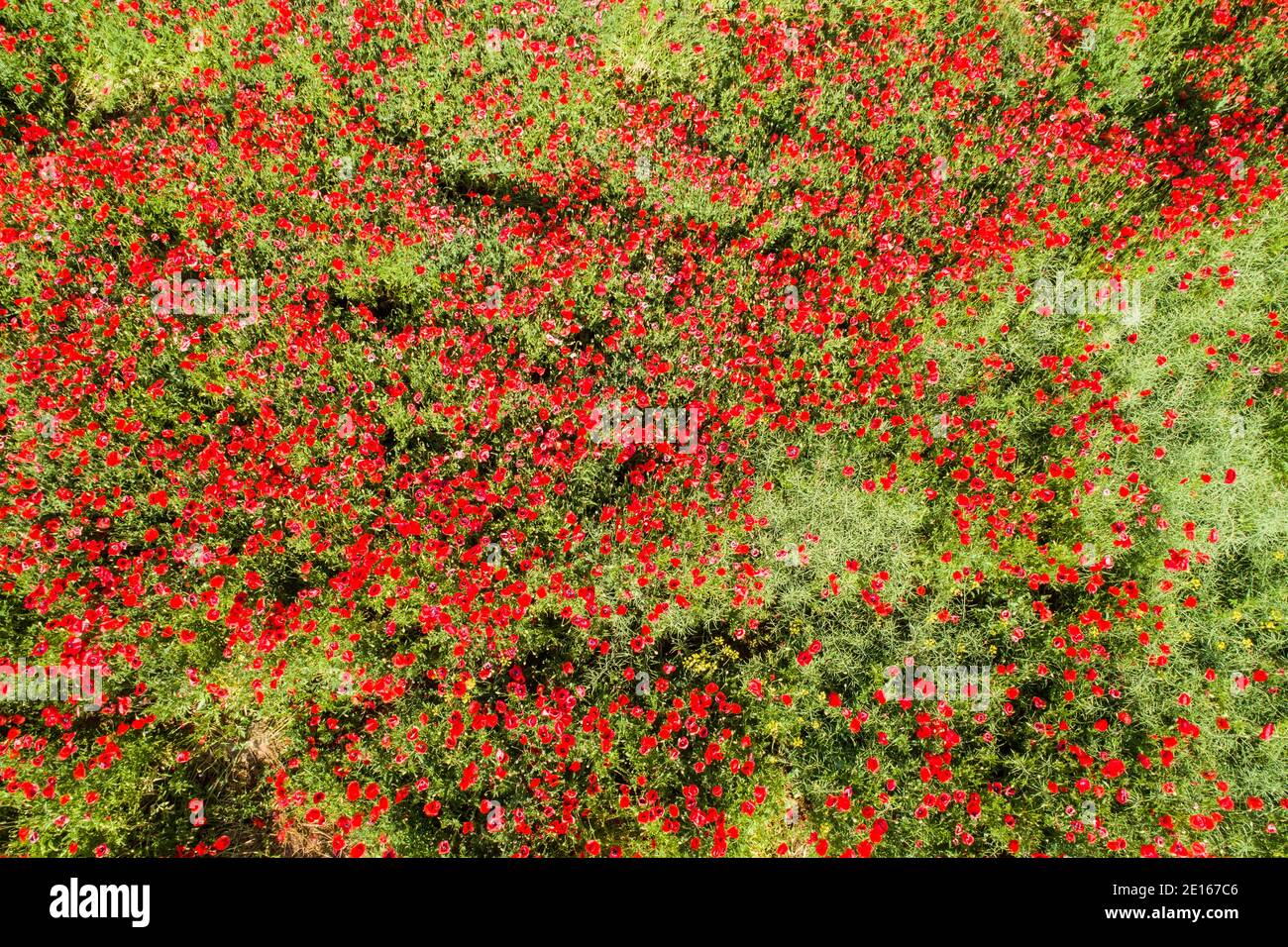 aerial view of red poppy field Stock Photo - Alamy aerial view of red poppy field Stock Photo - Alamy
