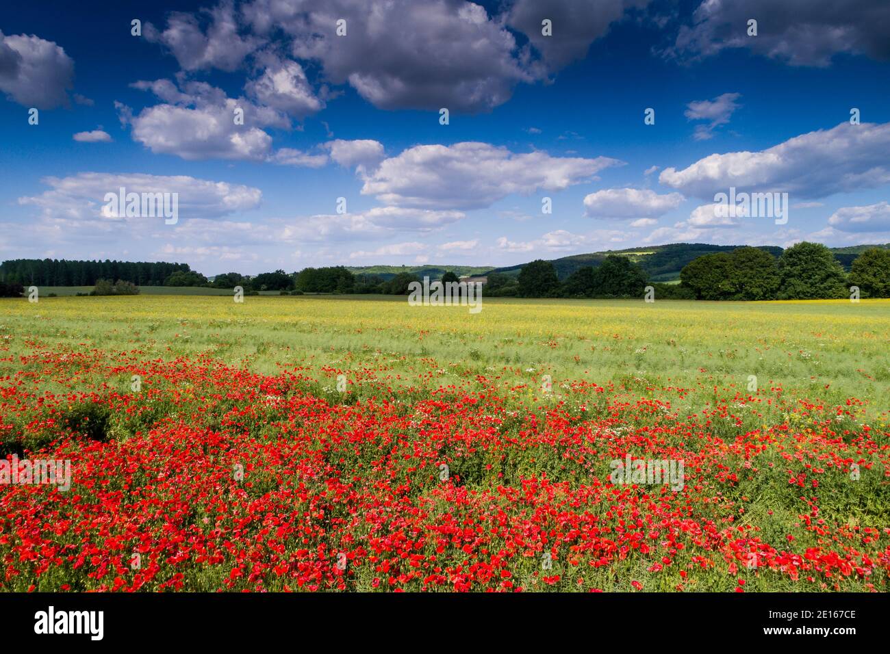 aerial view of red poppy field Stock Photo - Alamy