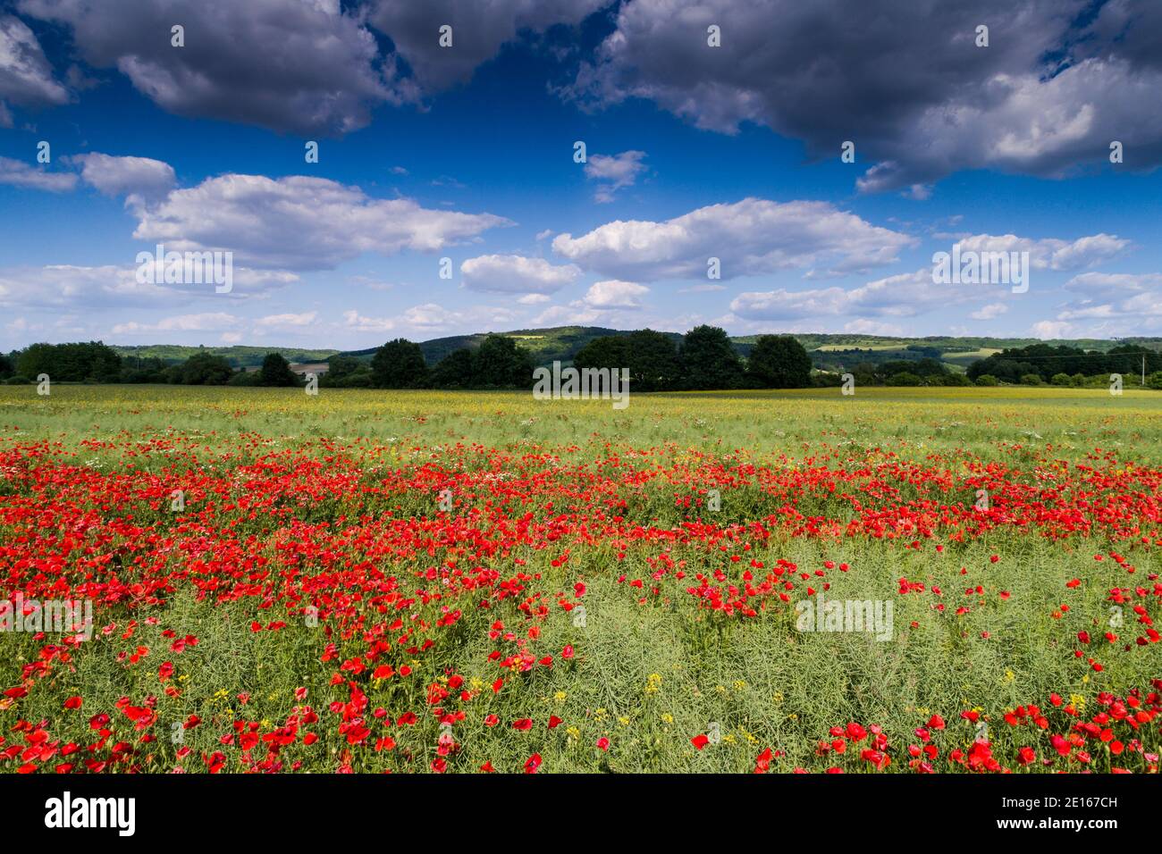 aerial view of red poppy field Stock Photo - Alamy