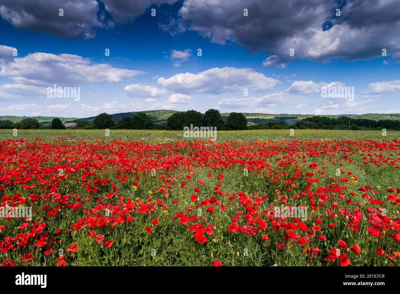 aerial view of red poppy field Stock Photo - Alamy aerial view of red poppy field Stock Photo - Alamy