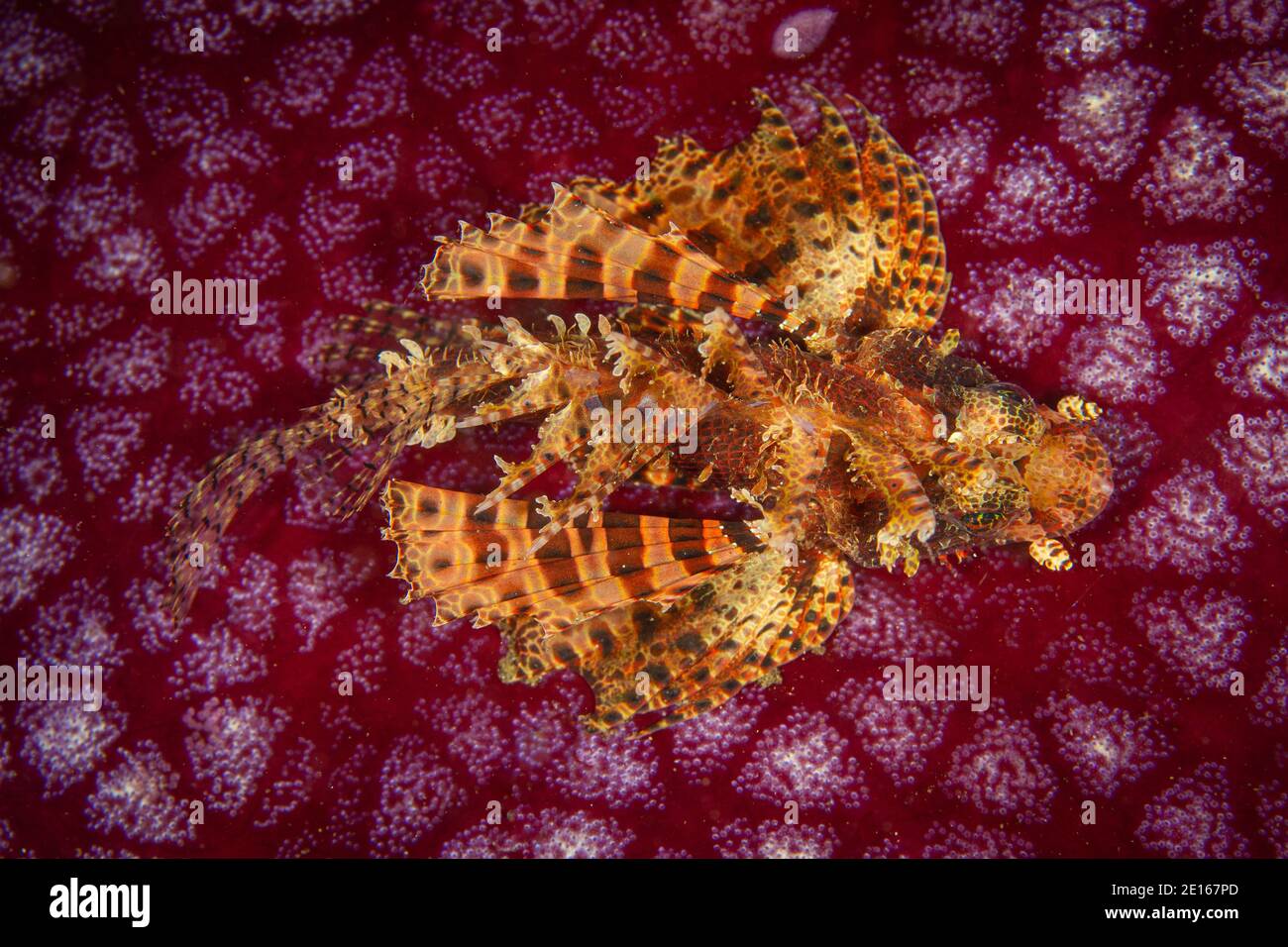 Baby sea lion underwater hi-res stock photography and images - Alamy