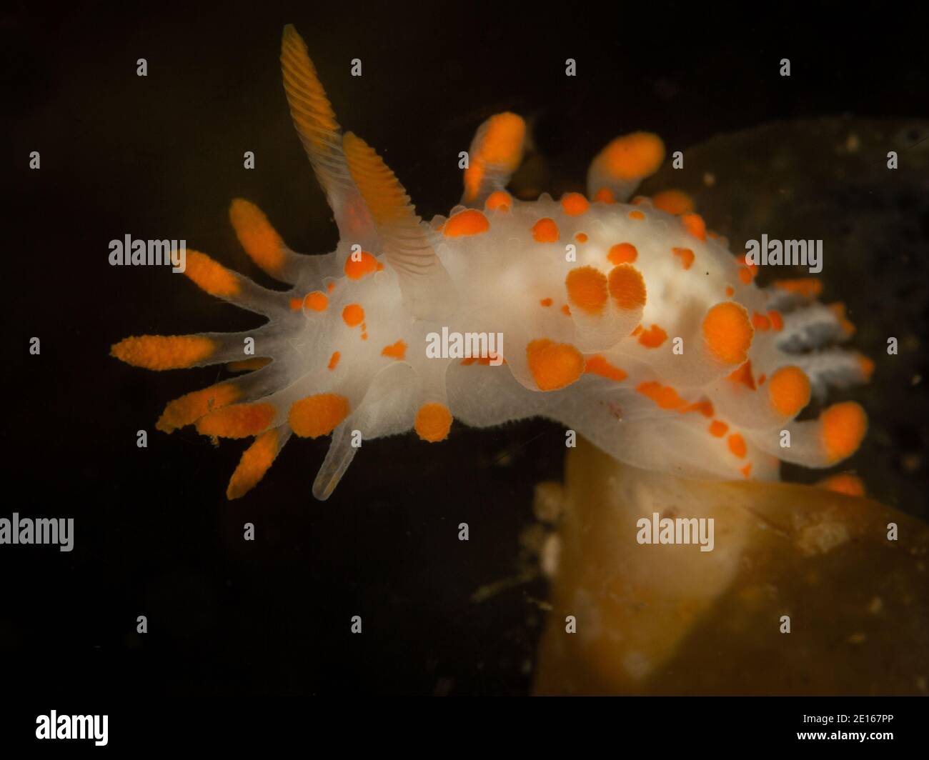 Clavigera hi-res stock photography and images - Alamy