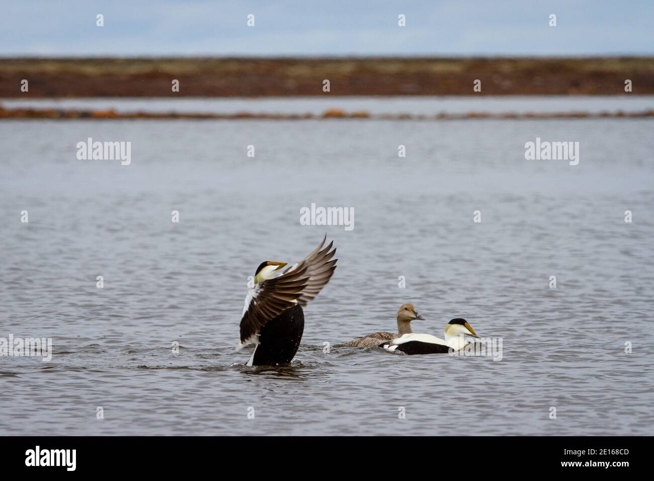 Male common eider duck flapping its wings, near Arviat Nunavut Canada Stock Photo - Alamy