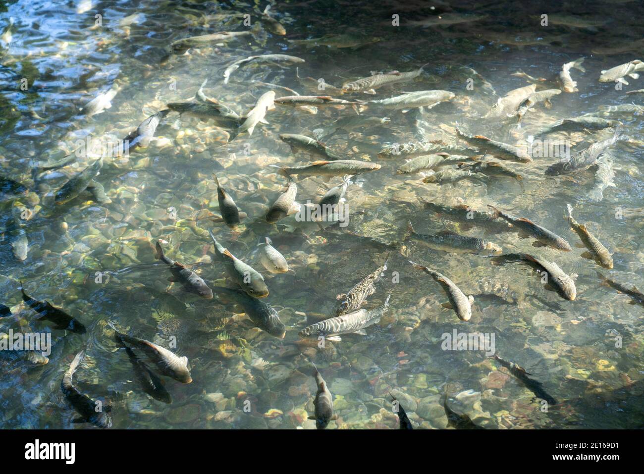 Carp fish in Balikli Gol (Pool of Sacred Fish) also known as Abraham's ...