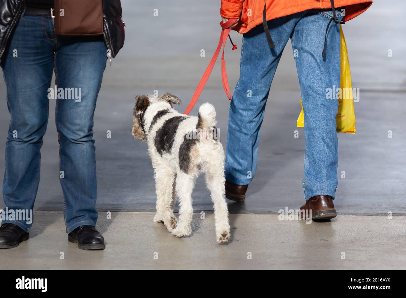 Woman with a fox hi-res stock photography and images - Alamy