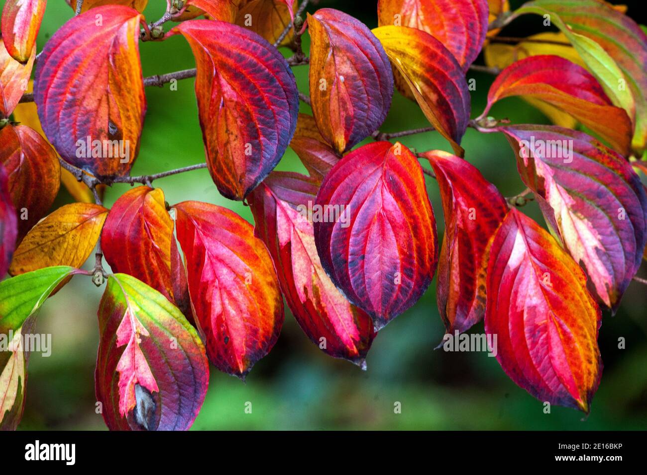 Dogwood, Cornus kousa autumn leaves Cornus 'Gold Star' Colorful Red ...