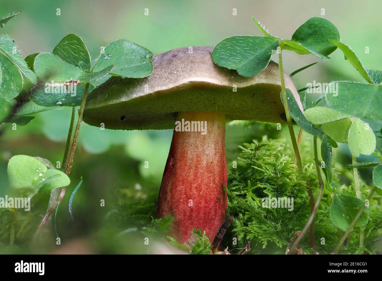 The Red-cracked Bolete (Xerocomellus chrysenteron) is an edible ...