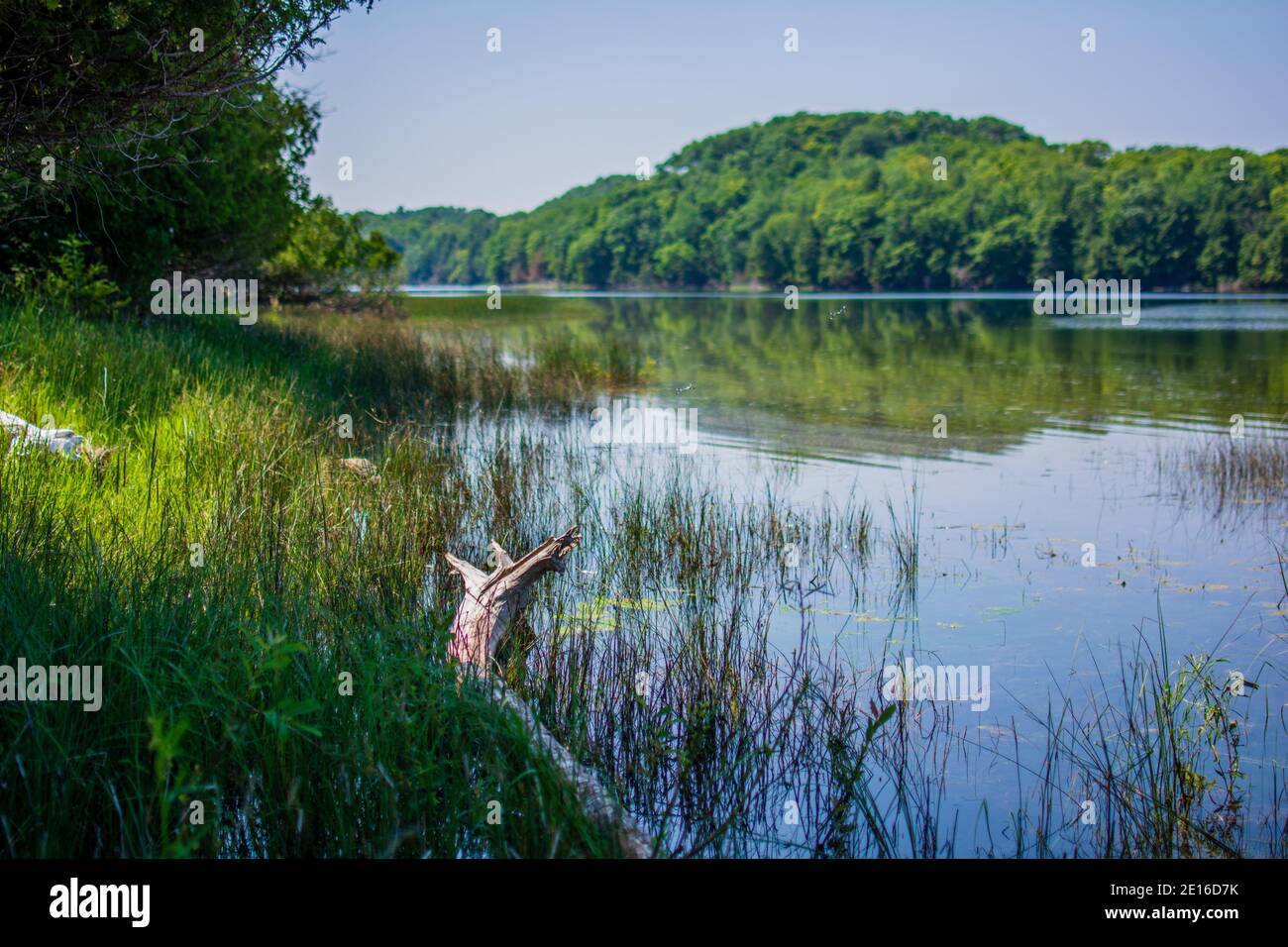 Forrest Lake with a log and reflection Stock Photo - Alamy