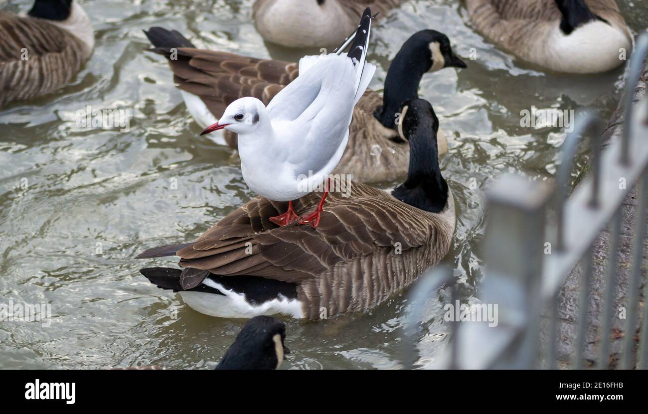 Black headed goose hi-res stock photography and images - Alamy