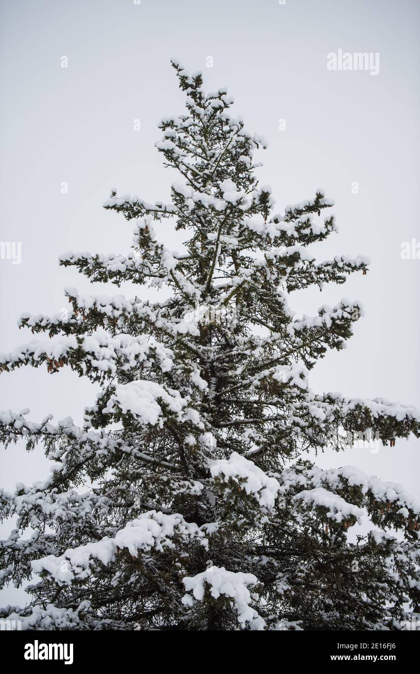 Big beautiful Christmas tree with snow, winter natural fir tree on ...