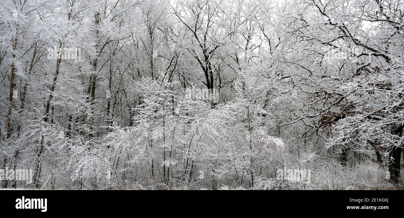 Indiana forest hi-res stock photography and images - Alamy
