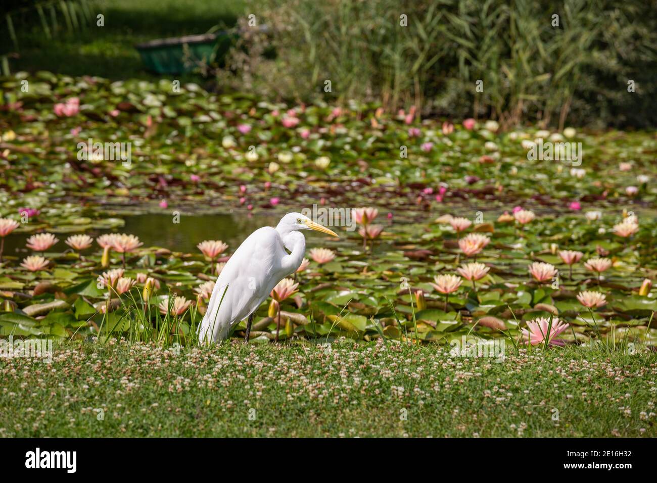Great white egret looks hi-res stock photography and images - Alamy