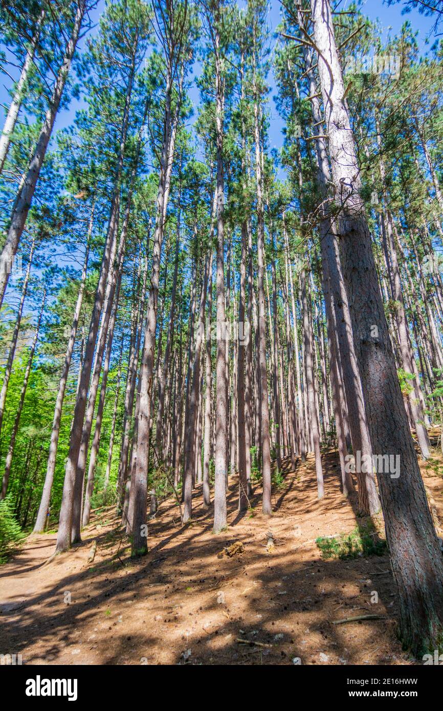 Forrest Hiking Trail, Wisconsin, USA Stock Photo - Alamy