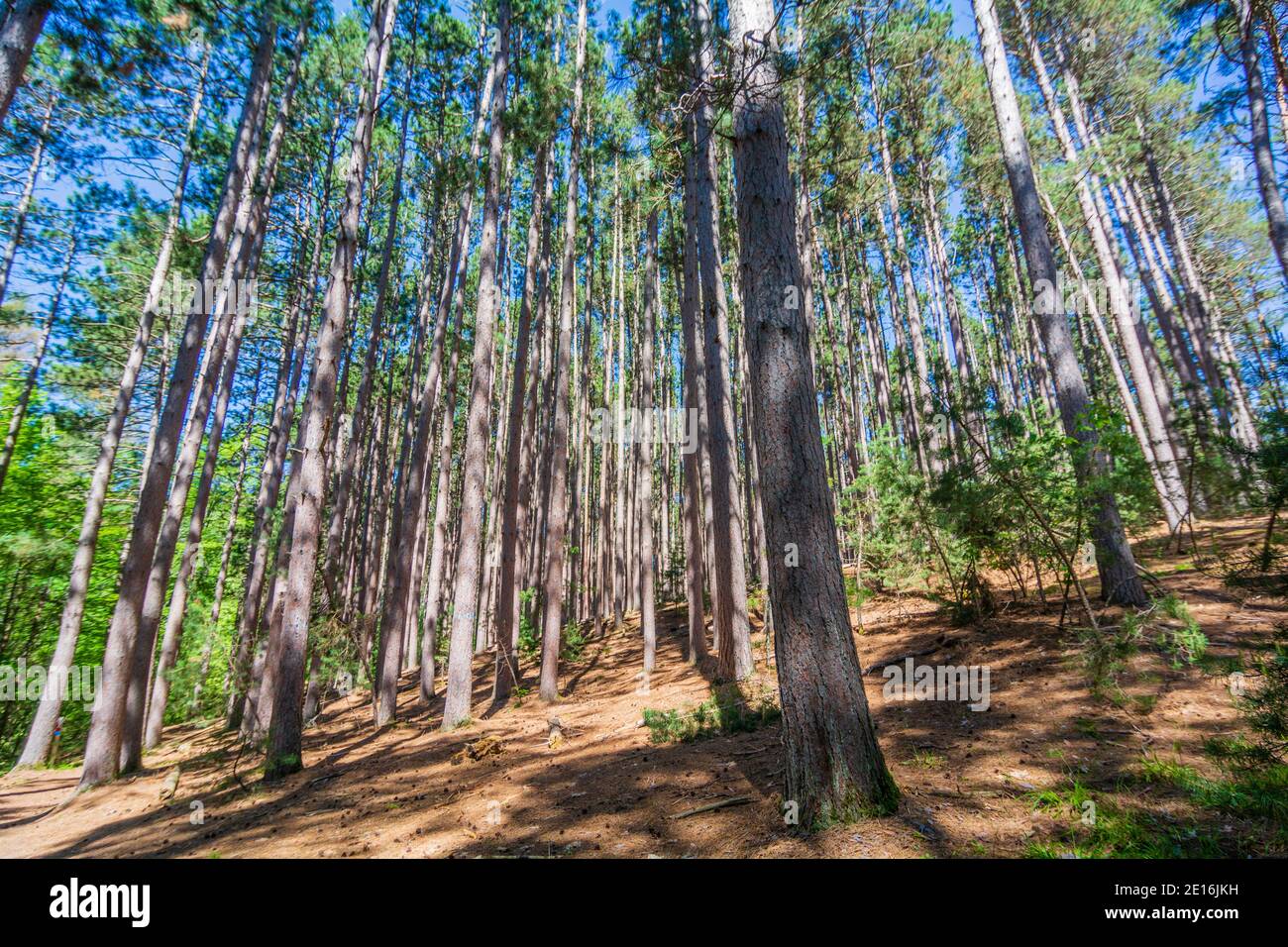 Forrest hiking trail with tall trees Stock Photo - Alamy