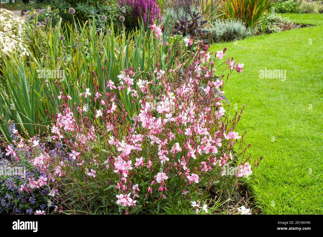 Pink gaura hi-res stock photography and images - Alamy