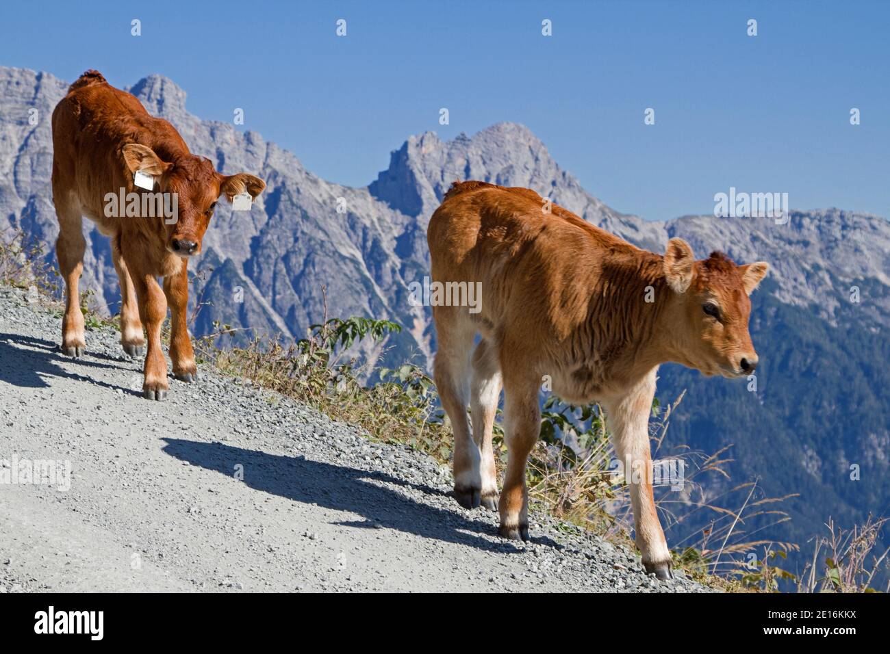 Pinzgauer cow hi-res stock photography and images - Alamy