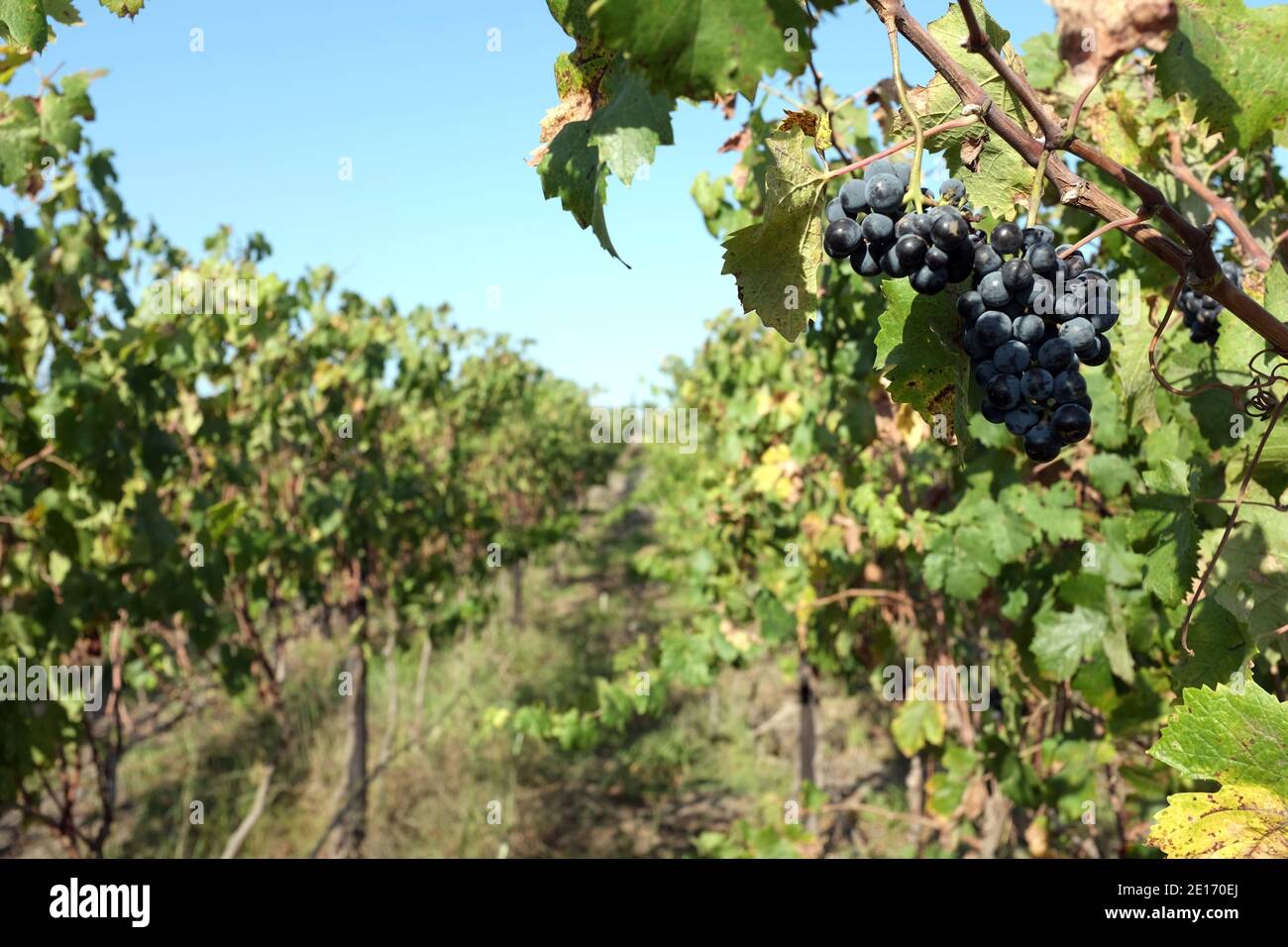 How to grow grapes hi-res stock photography and images - Alamy