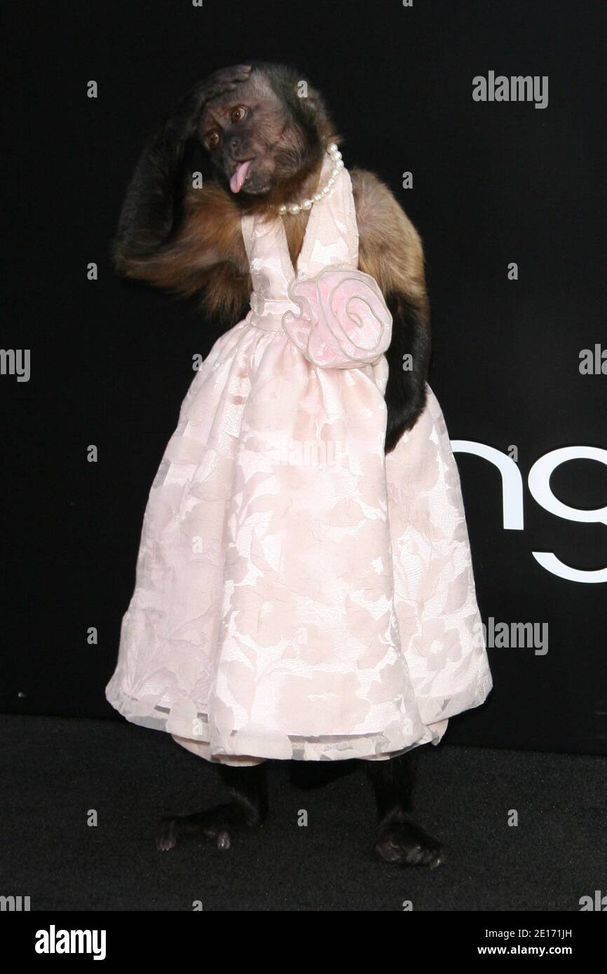 Monkey arriving for the premiere of "The Hangover Part II" held at ...