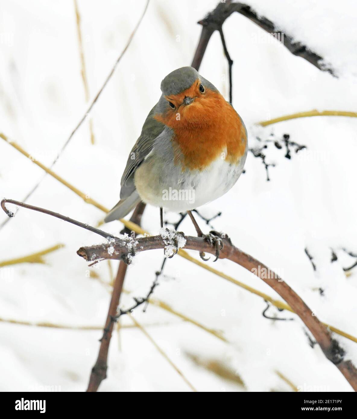 Winter fauna branches twigs hi-res stock photography and images - Alamy
