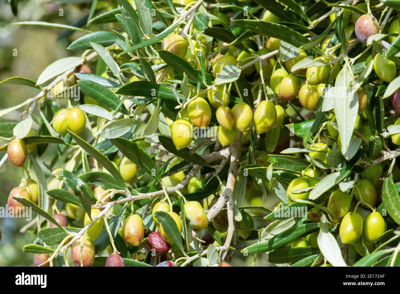Olive tree with very good productivity of green olives, Crete, Greece ...