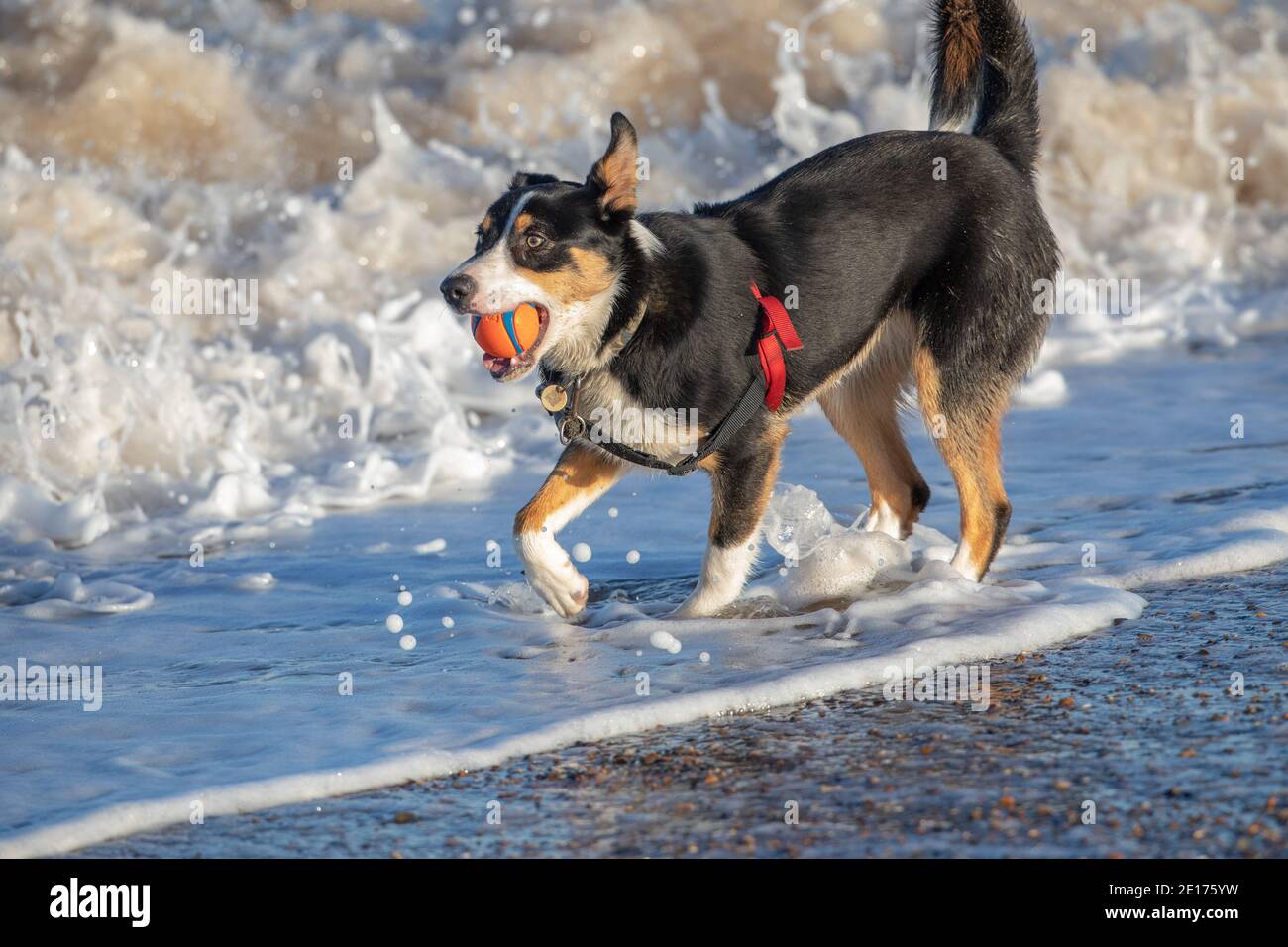 Running carrying ball hi-res stock photography and images - Alamy