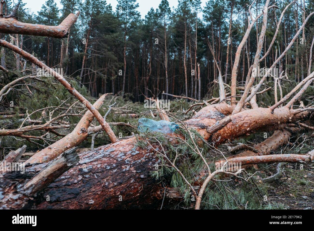Environmental issues, problems. Plastic bottle in trunk of pine fallen ...