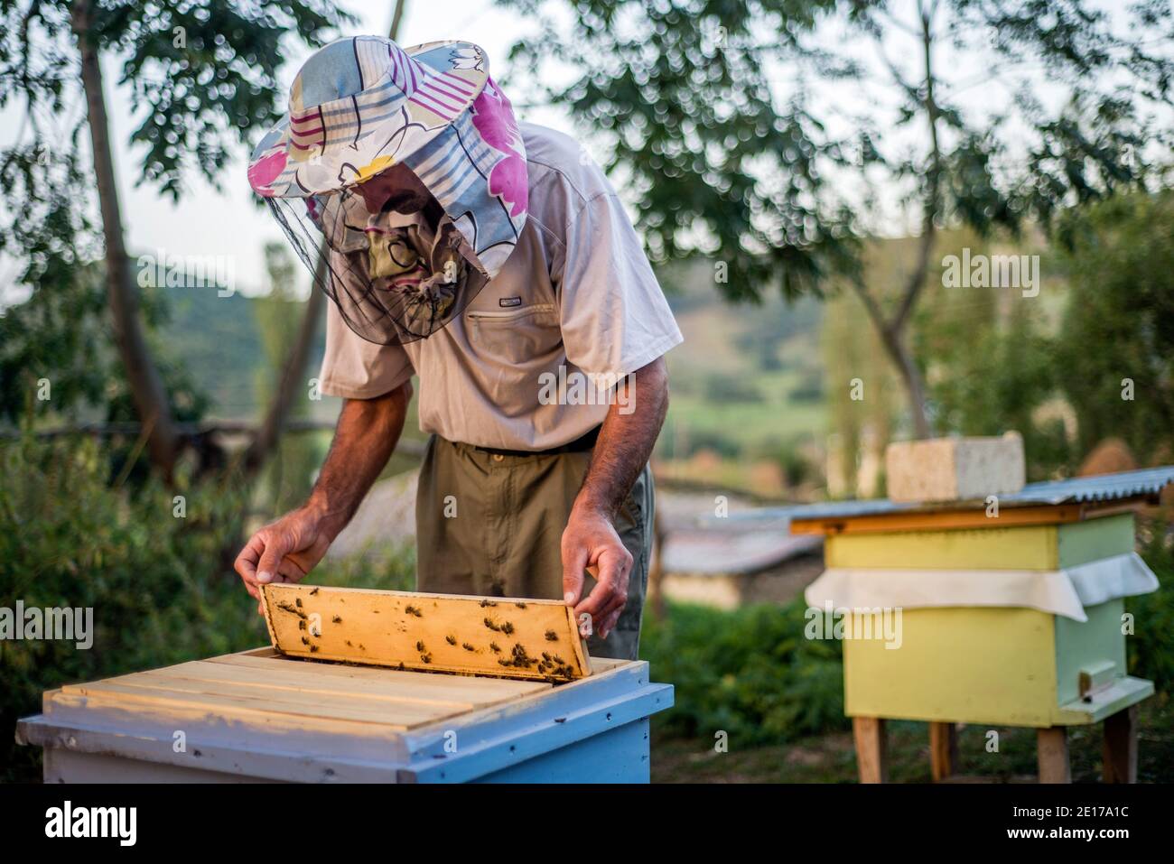 An apiarist is checking hives in Anig village, Qusar district ...