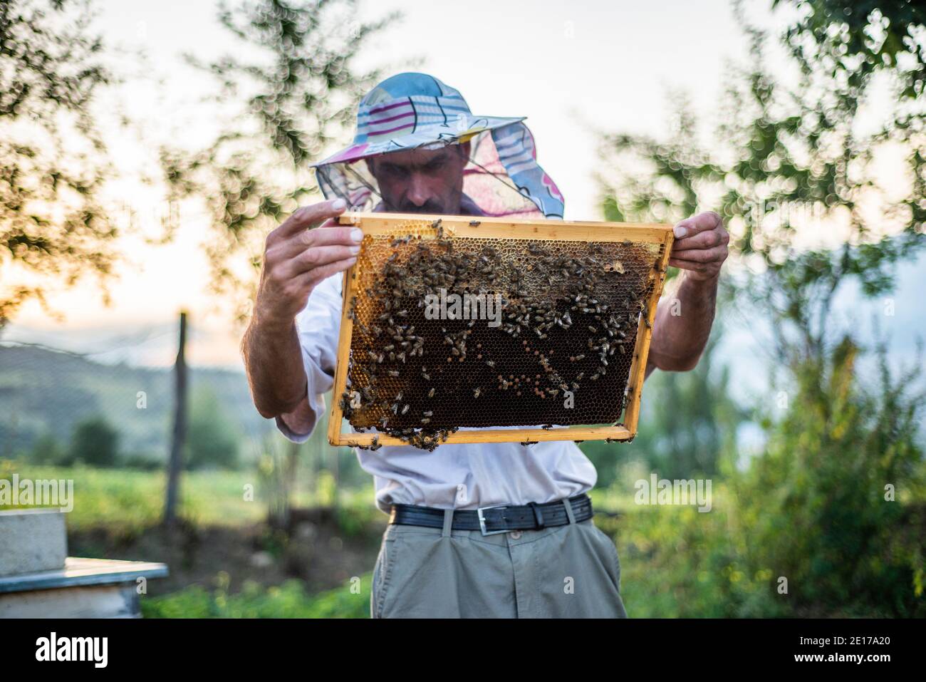 An apiarist is checking hives in Anig village, Qusar district ...