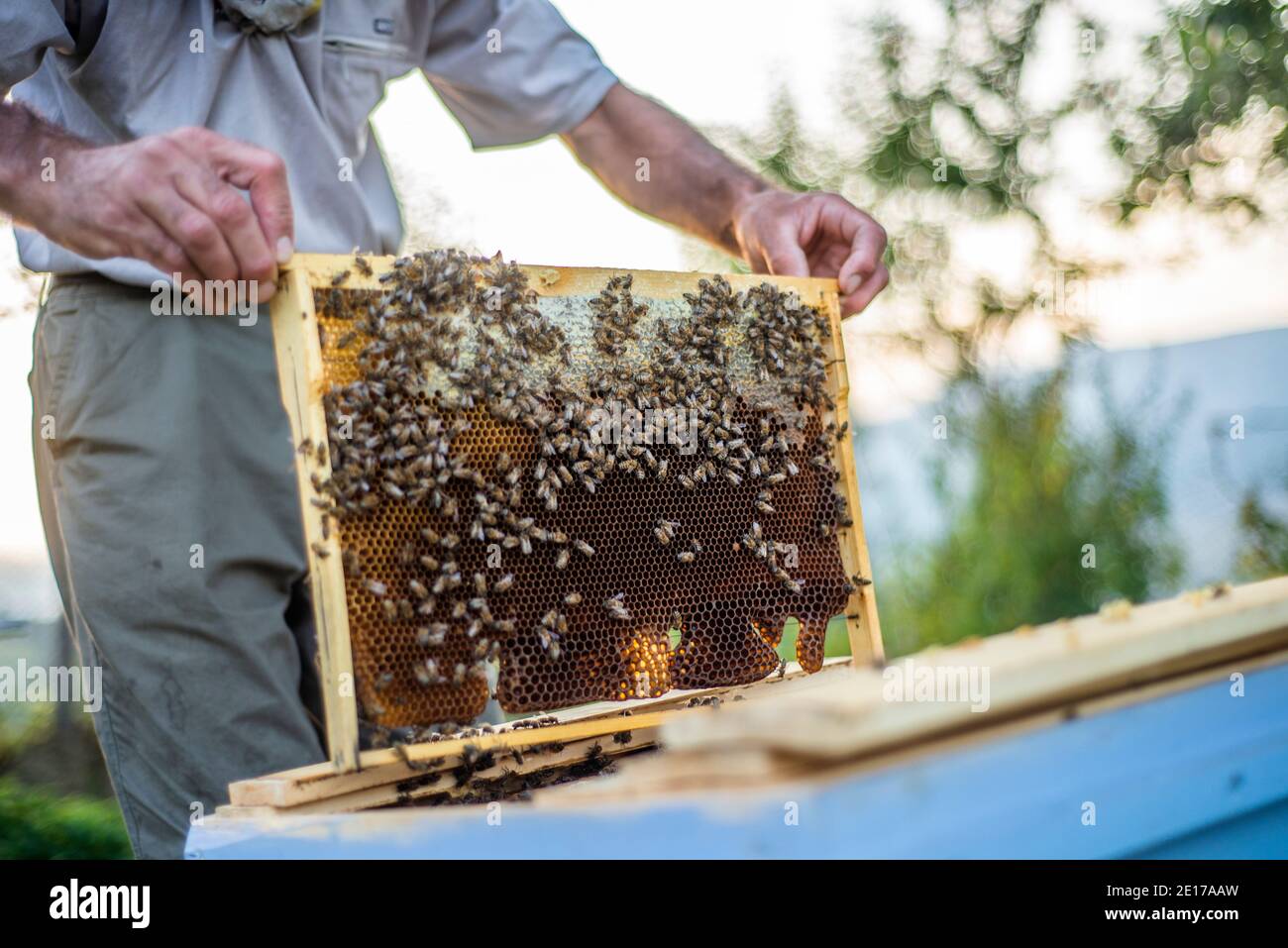 An apiarist is checking hives in Anig village, Qusar district ...