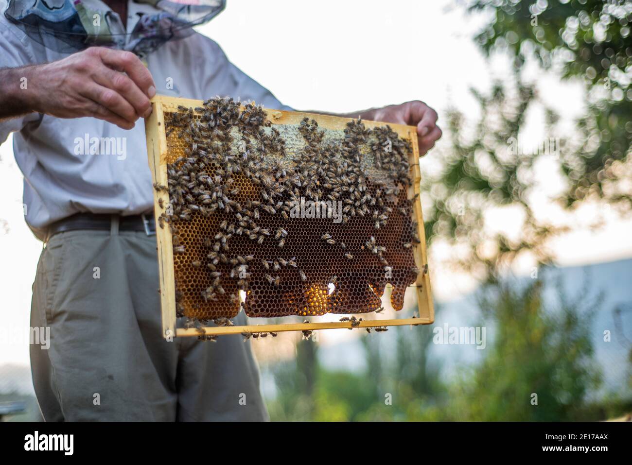 An apiarist is checking hives in Anig village, Qusar district ...