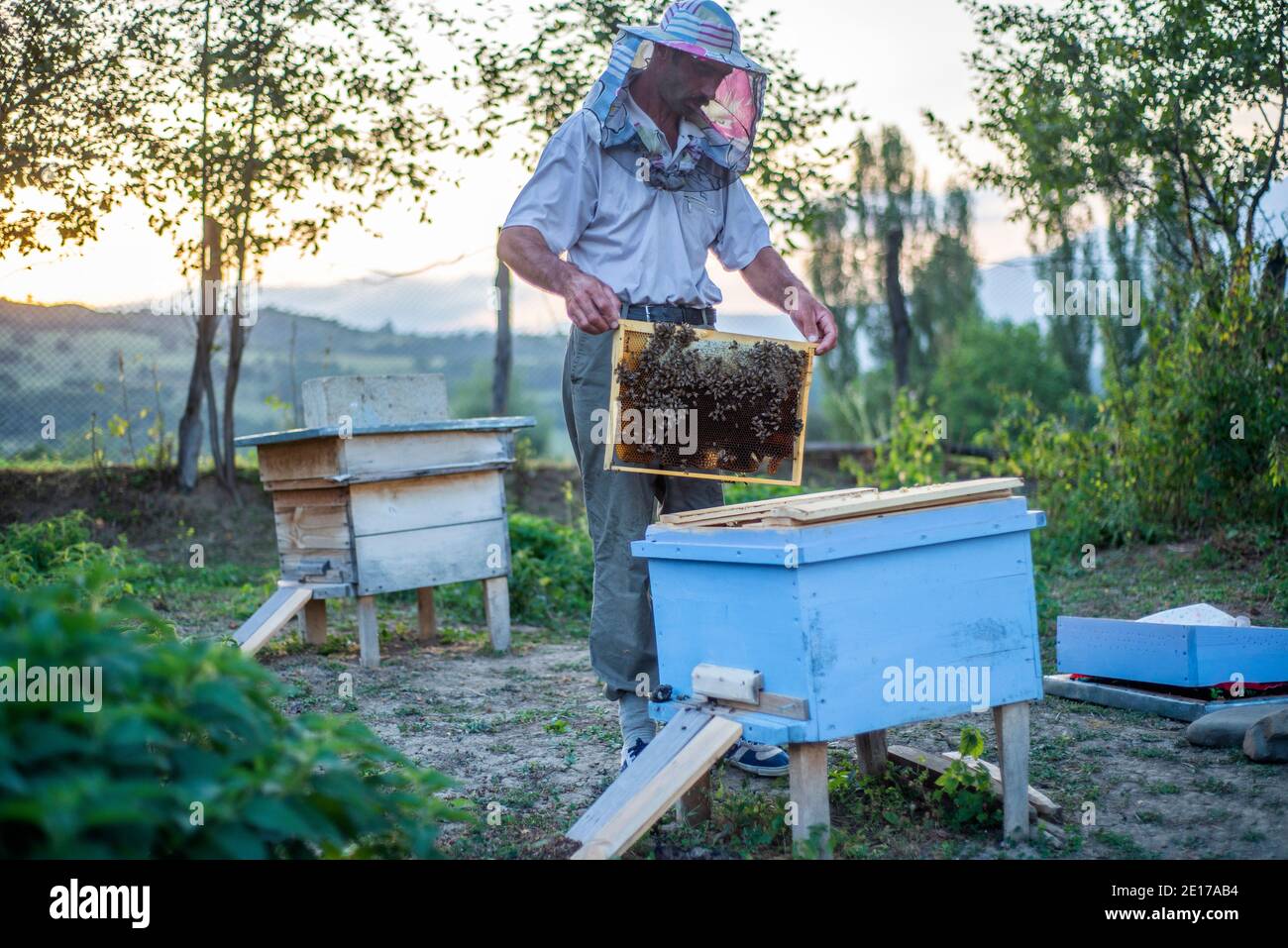 An apiarist is checking hives in Anig village, Qusar district ...